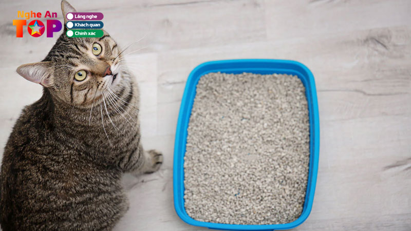 Top 5 địa chỉ bán cát vệ sinh cho mèo tại Nghệ An chất lượng cao
